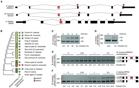 A Poison Exon In Smndc1 Is Functionally Conserved Between Mammals And