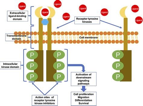 Tyrosine Kinase Signaling Pathway Sexiezpix Web Porn