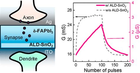 Artificial Synapse Based On A δ Fapbi3atomic Layer Deposited Sno2 Bilayer Memristor Nano Letters