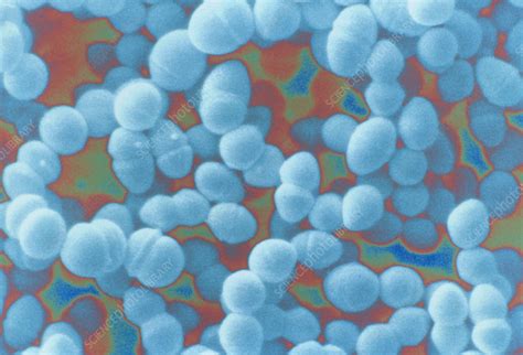 Streptococcus Faecium Bacteria Sem Stock Image B236 0133 Science