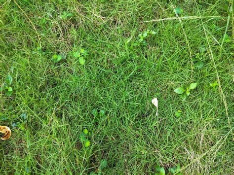 Flat Lay Of Green Grass On The Garden At Sunny Day Stock Image Image