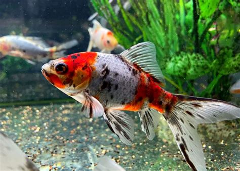 16 Goldfish Types That Go Way Beyond The Pet Store Classic Exploring