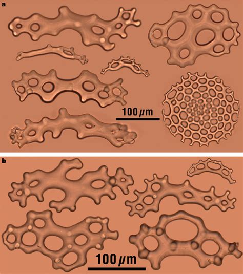 Microscope Photos Of Ossicles From The Holotype And A Paratype Of