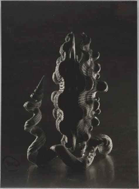 Pecten Nodosus And Vermicularia Spirata