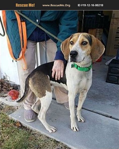 Adopt 19121600218 ~ Treeing Walker Coonhound Rescue ~ Monterey Va