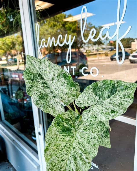 Have You Ever Seen Anything As Fancy Leaf Plant Co