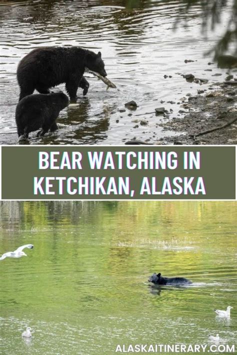 The Ultimate Guide To Bear Watching In Ketchikan Alaska