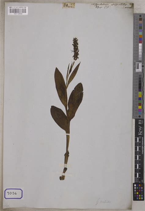 Gymnadenia Orchidis Lindl Plants Of The World Online Kew Science