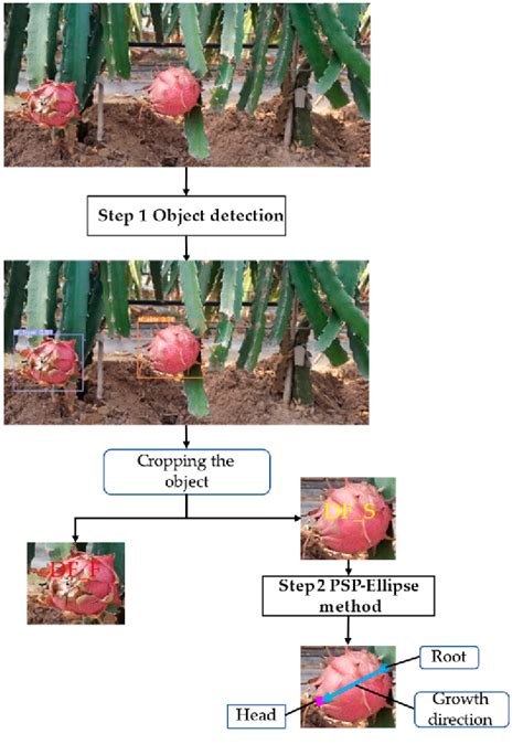 Figure 2 From A Dragon Fruit Picking Detection Method Based On Yolov7