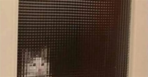 How To Pixelate Your Cat Imgur