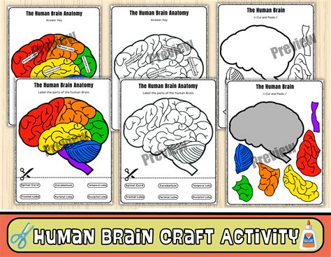 Human Brain Anatomy Craft Label The Human Brain Science And Growth