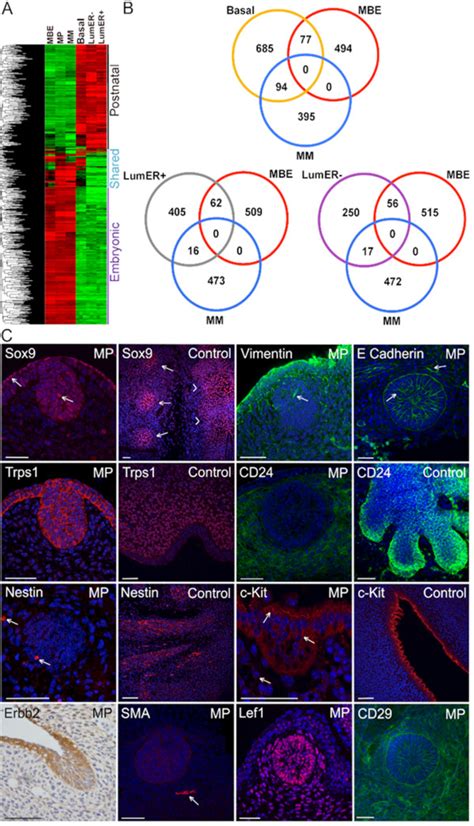 Transcriptome Analysis Reveals Similarities And Differences Between