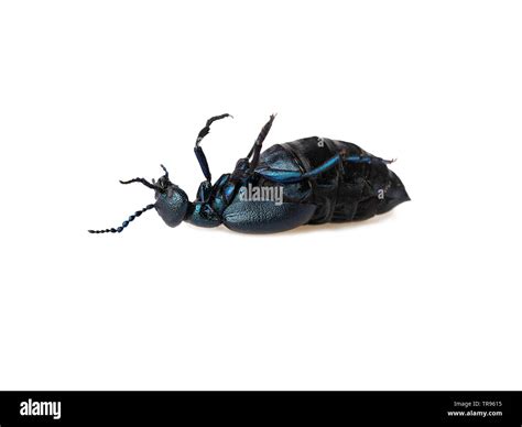 Black Blue Oil Beetle Lying On The Back Isolated On White Background