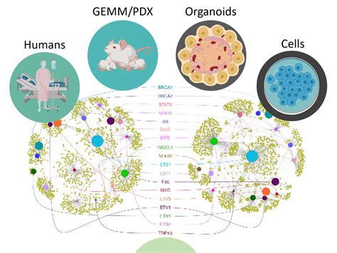 Cracking The Cancer Code With Computational Approaches Nci