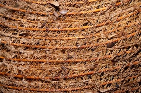 Premium Photo Bark Pattern Background