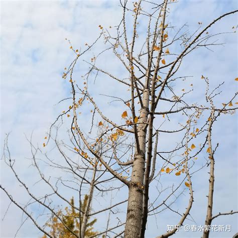 银杏叶黄子落， 金风天碧云飞。 知乎