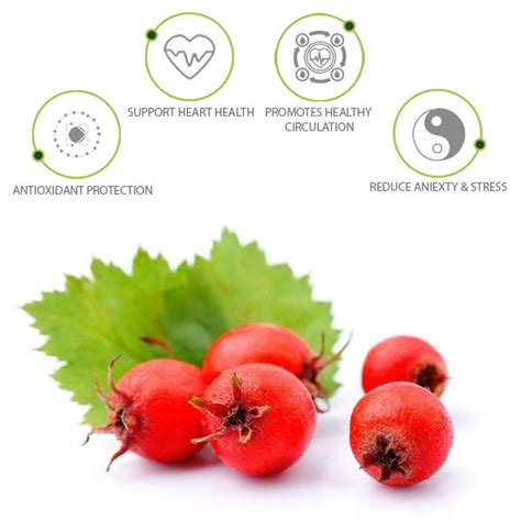Herbal Secrets Hawthorn Berries 565 Mg 120 Capsules Amazing Nutrition