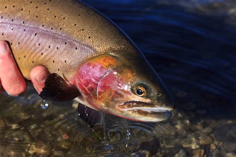 Yellowstone Cutthroat Trout Wyoming Krebs Creek