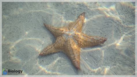 Fragmentation Definition And Examples Biology Online Dictionary