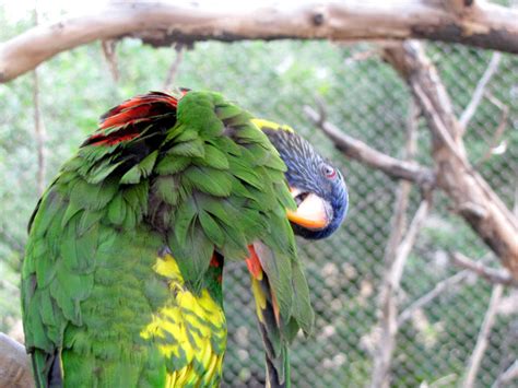 Rainbow Lori Vii By Drachenvarg Stock On Deviantart