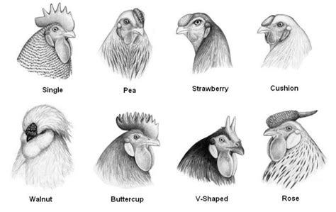 What Are Chicken Combs And Wattles At Lucy Sutcliffe Blog