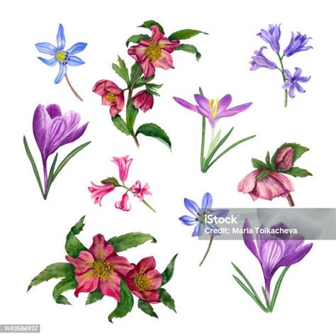 수채화 파란색과 분홍색 히아신스 미나리 아재비과 식물 크로커스 실라가 흰색 배경에 분리되어 있다 인사말 초대장의 디자인을 위한 봄 꽃의 식물 그림 0명에 대한 스톡 벡터