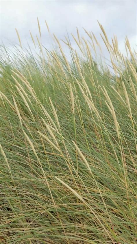 Tall Bladed Grass Grows In The Wild Free Stock Video Footage Royalty Free 4k And Hd Video Clip