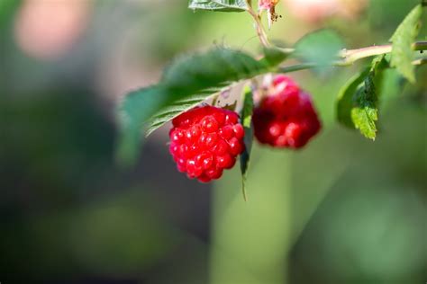 Organic Raspberry Growing Guide Tips Varieties And Health Benefits