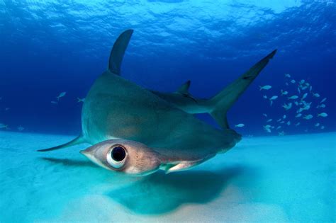 Hammerhead Shark Kowhaiwhai At Johnny Will Blog