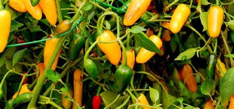 Polynesian Produce Stand Sweet Hot ~waialua Chili Pepper~ 50 Seeds Hawaiian Capsicum Annuum Uh