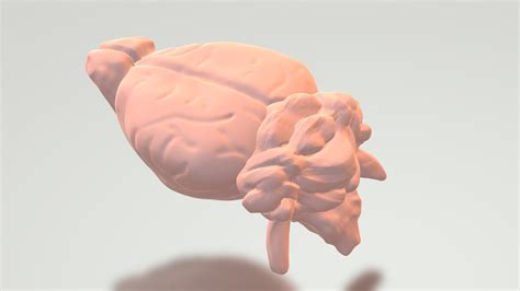 3d Mouse Brain Model Turbosquid 1348769