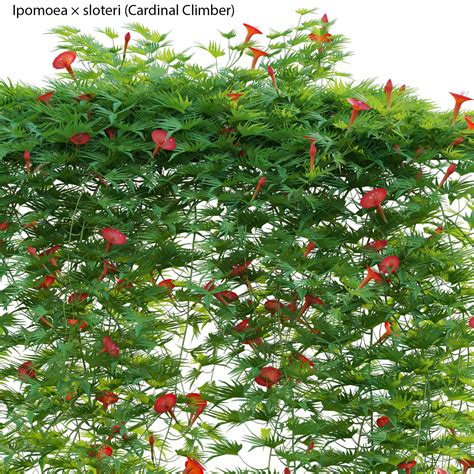 Ipomoea Sloteri Cardinal Climber 3d Model 3dtree