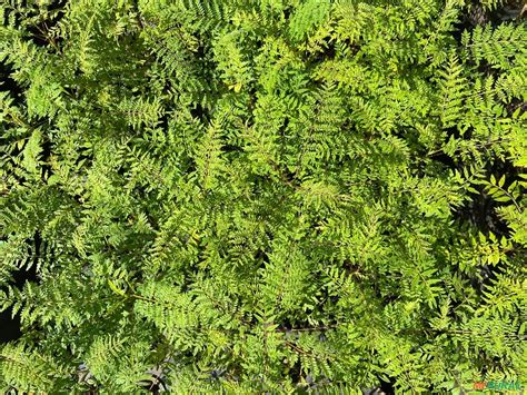 Mudas De Jacarandá Caroba De Flor Roxa Em São João Del Rei Mg à 647050