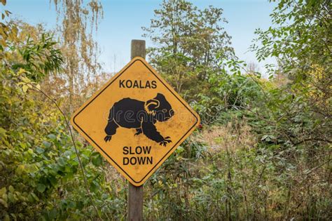 Koala Bear Warning Road Sign In Australia Stock Image Image Of Slow