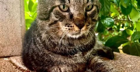 Son Chat Attaqué Par Un Loup Rentre 11 Jours Plus Tard Avec Un Air De