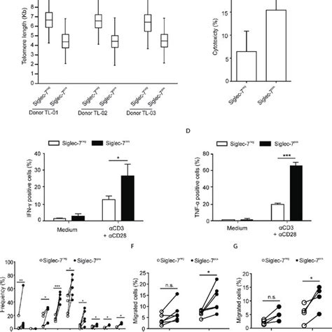 Siglec 7 Cd8 T Cells Display A Highly Proliferative And Functional