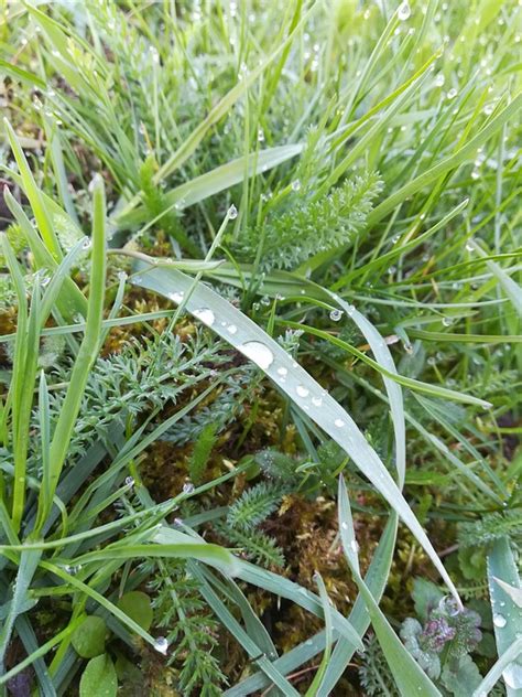 Grass Waterdrop Rain Free Photo On Pixabay Pixabay