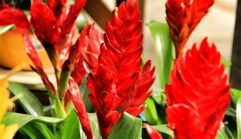 Mimoza Çiçeği Bakımı Nasıl Yapılır Çeşitleri Ve Özellikleri Nelerdir Muhiku