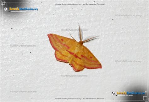 Chickweed Geometer Moth