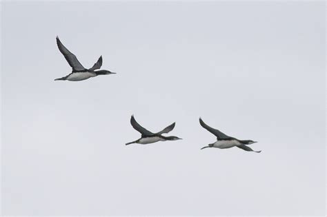 Loon Flying Mike Soegtrop Photography Common Loon Taking Flight