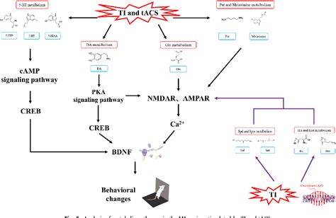 Figure 2 From Temporally Interfering Electric Fields Brain Stimulation
