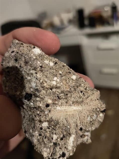 Hi Can Anyone Please Identify If This Is A Fossil Or Not R Paleontology