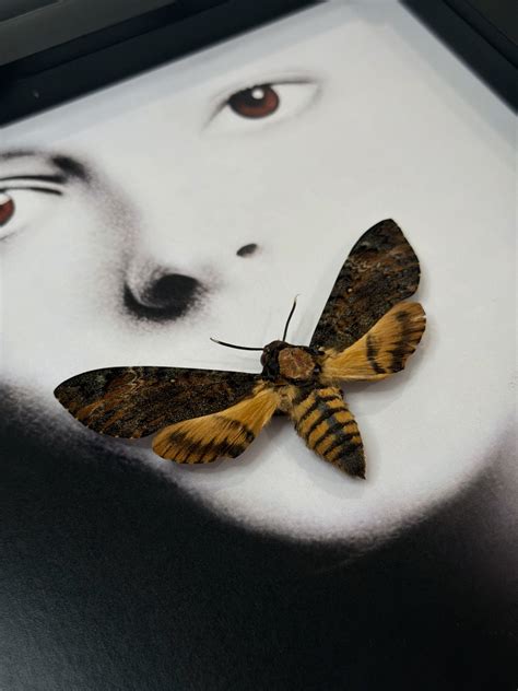 The Silence Of The Lambs Death Head Moth Lepidora Entomology