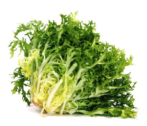 Escarole Lettuce Description At Stephen Featherston Blog