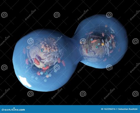 A Dividing Human Cell Royalty Free Illustration