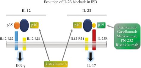 Evolution Of Il 23 Blockade In Inflammatory Bowel Disease Pmc