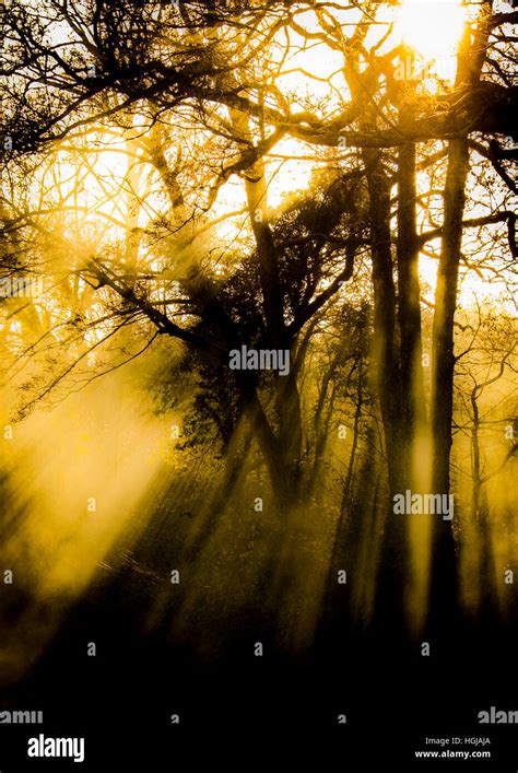 Sunlight Through Trees Stock Photo Alamy