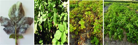 Symptoms Of Late Blight Phytophthora Infestans Infection On Potato Plant Download