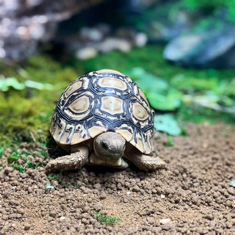 Ivory Leopard Tortoise Ivory Colored Captive Bred Hatchling