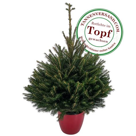 Weihnachtsbaum In Lübeck 🎄 Tipps And Händler